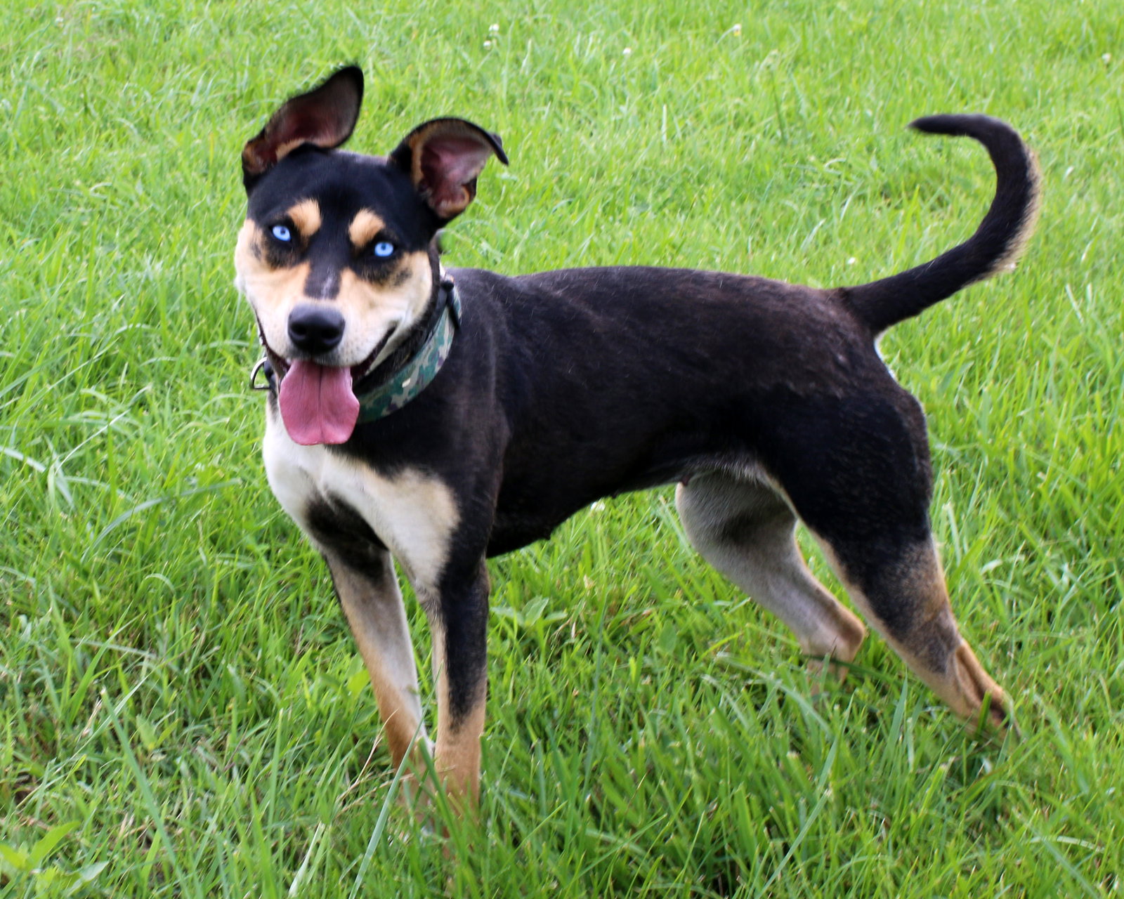 Dog for Adoption - Zoey, a Doberman Pinscher in Shell Knob, MO | Alpha Paw