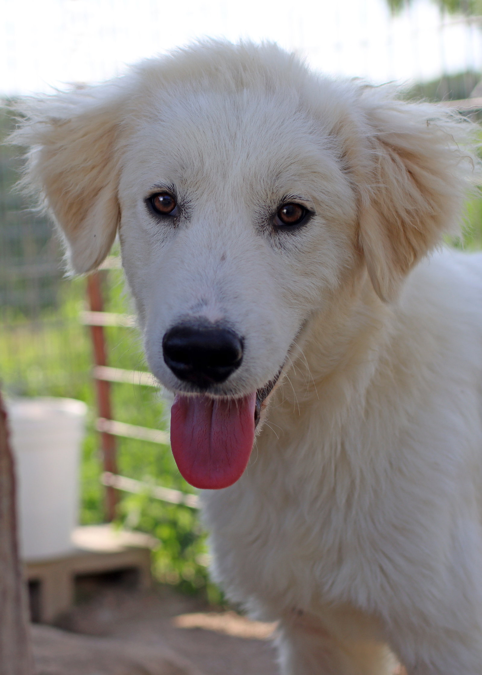 Dog for Adoption - Angelo, a Great Pyrenees in Bentonville, AR | Alpha Paw