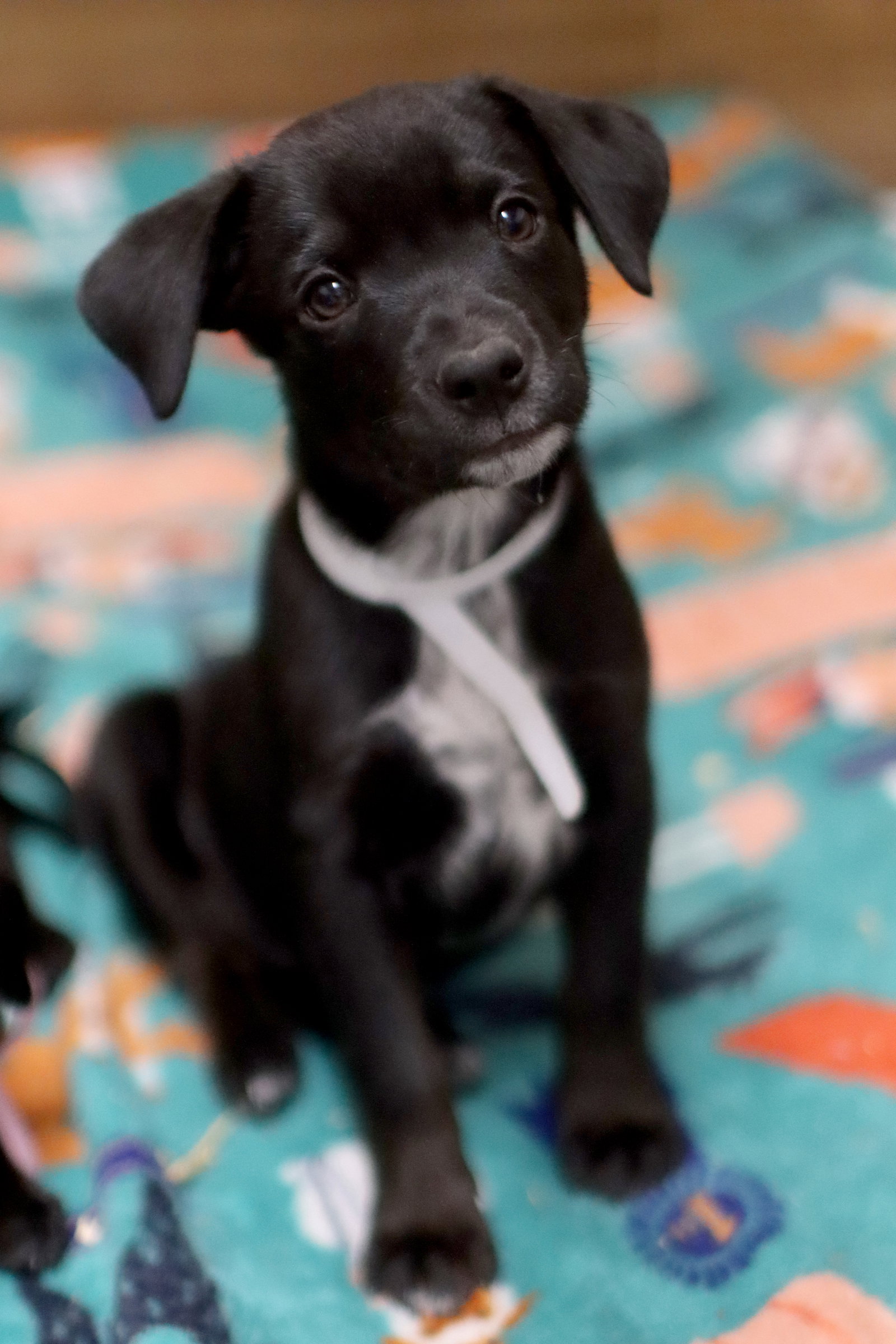 Dog for Adoption - Beatz, a Chihuahua in Branson, MO | Alpha Paw