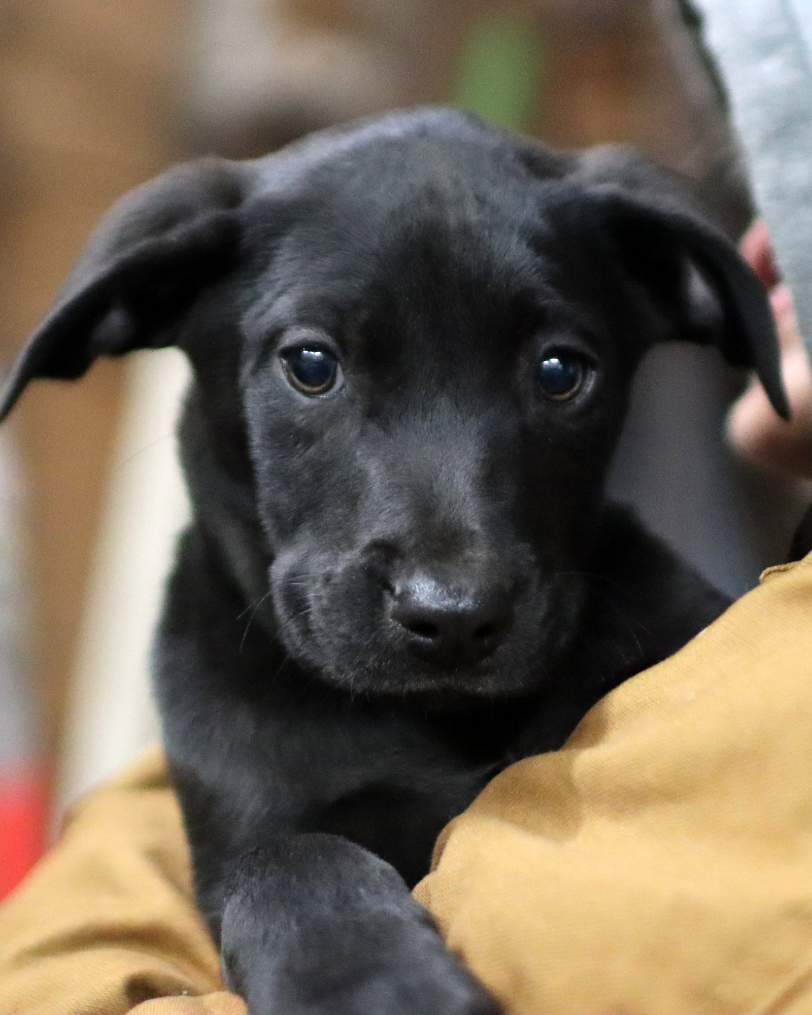 Dog for Adoption - Hope, a Labrador Retriever in Branson, MO | Alpha Paw