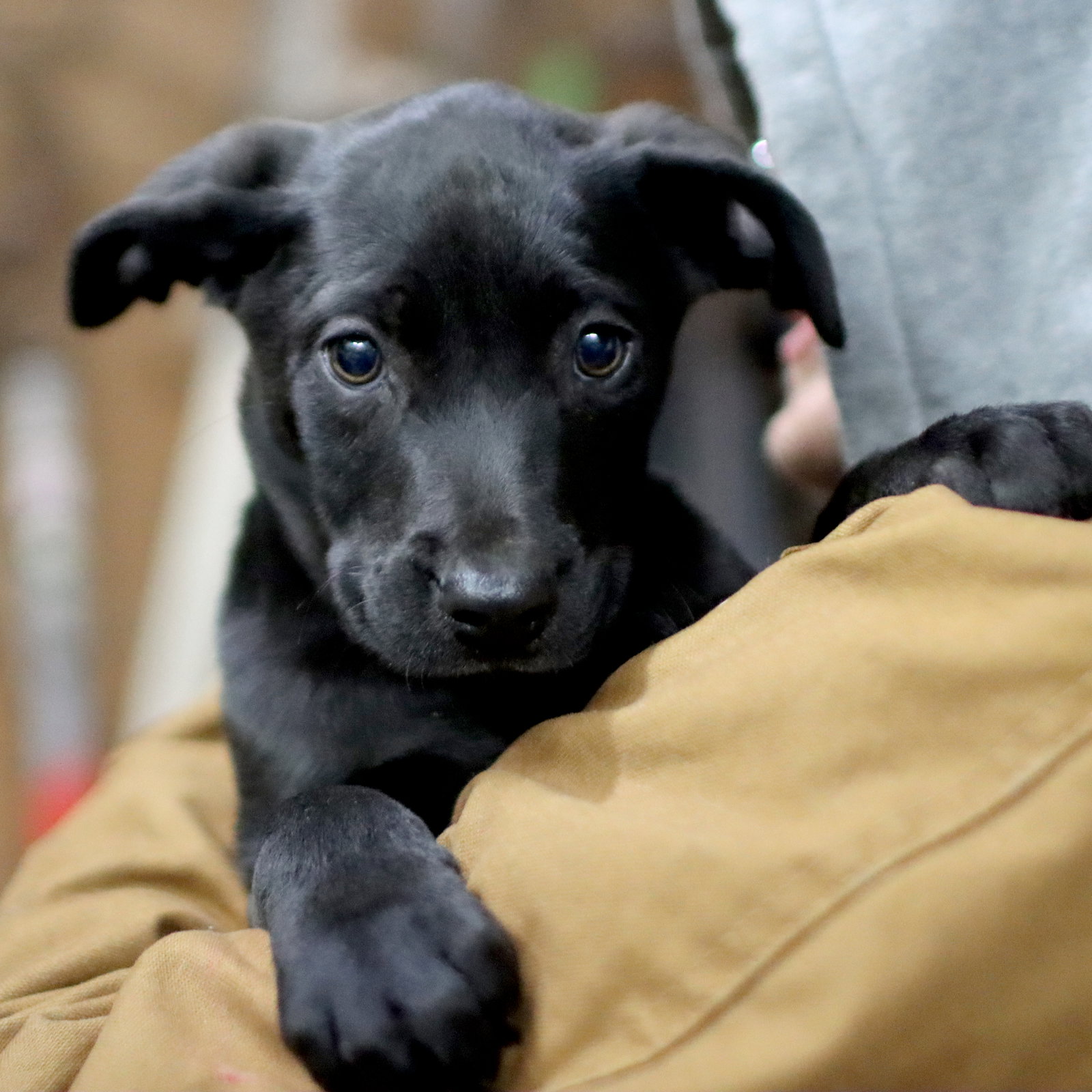 Dog for Adoption - Hope, a Labrador Retriever in Branson, MO | Alpha Paw