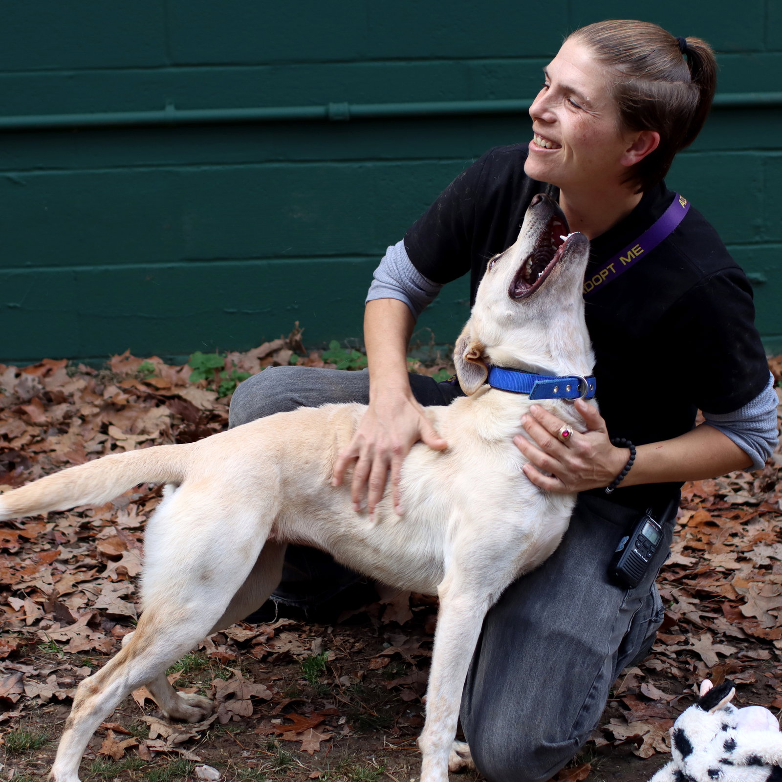 Dog for Adoption - K-O (Kisses Overload), a Yellow Labrador Retriever ...