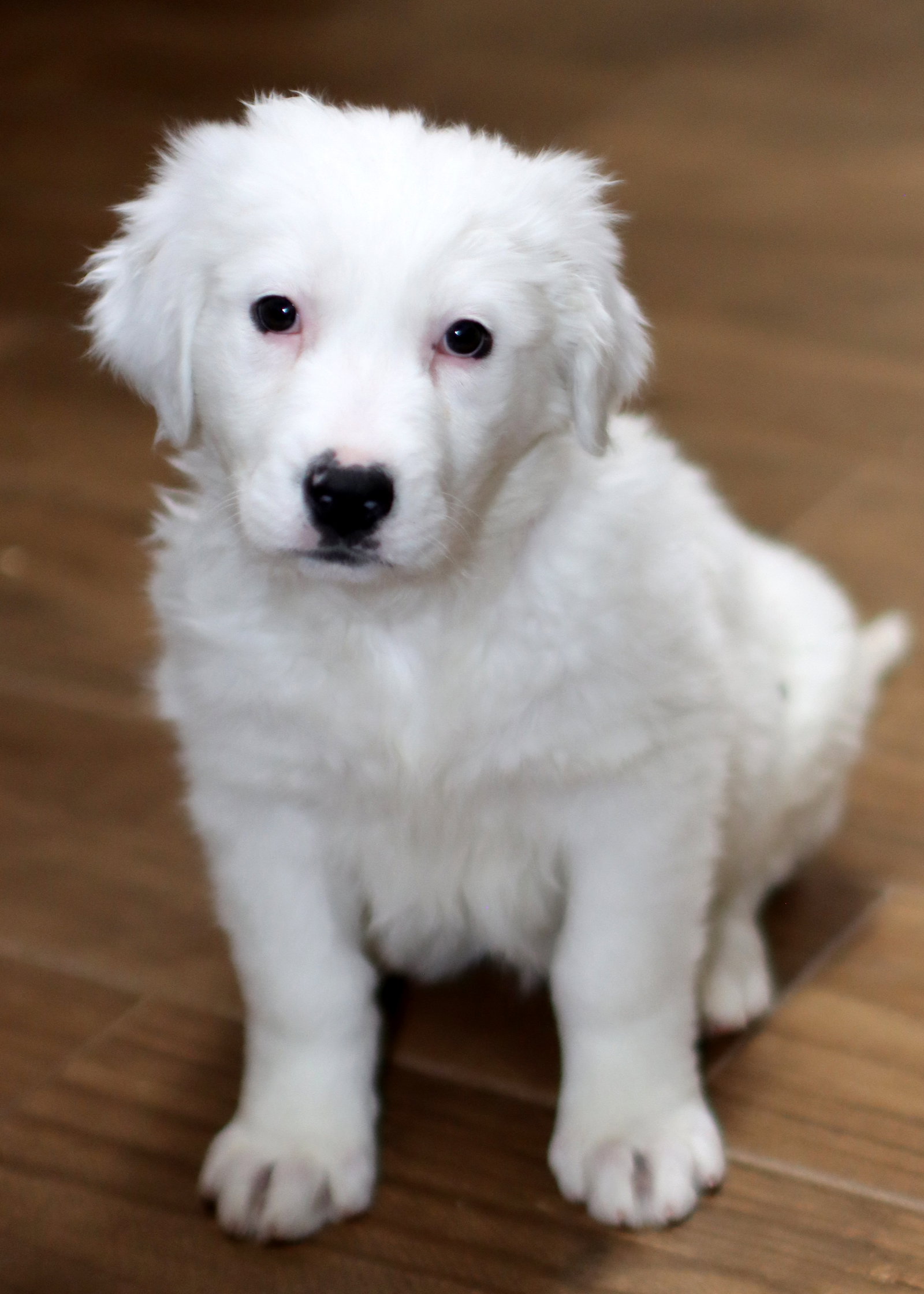 Dog for Adoption - Maggie, a Great Pyrenees in Shell Knob, MO | Alpha Paw