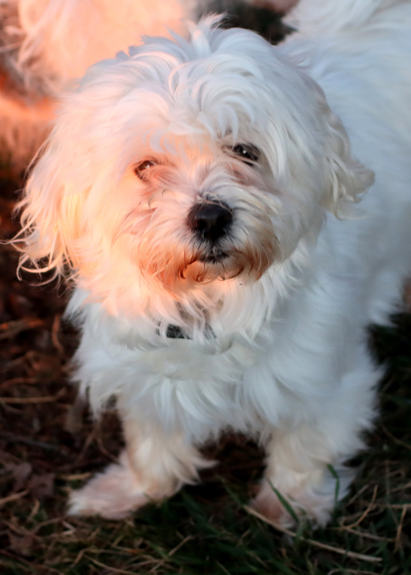 Dog for Adoption - Roman, a Bichon Frise in Bentonville, AR | Alpha Paw