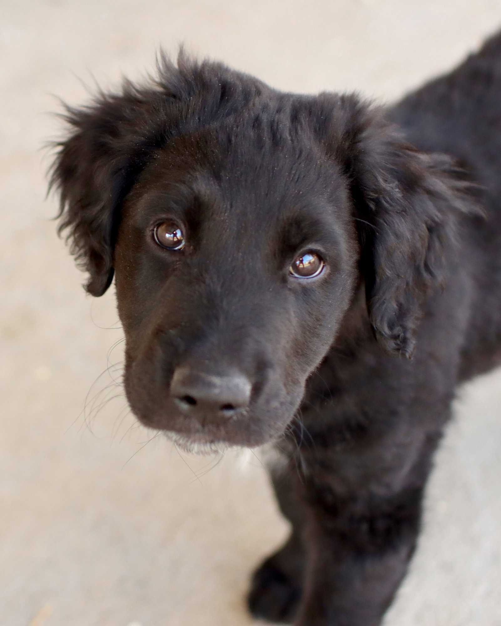 Dog for Adoption - Rex, a Golden Retriever in Shell Knob, MO | Alpha Paw