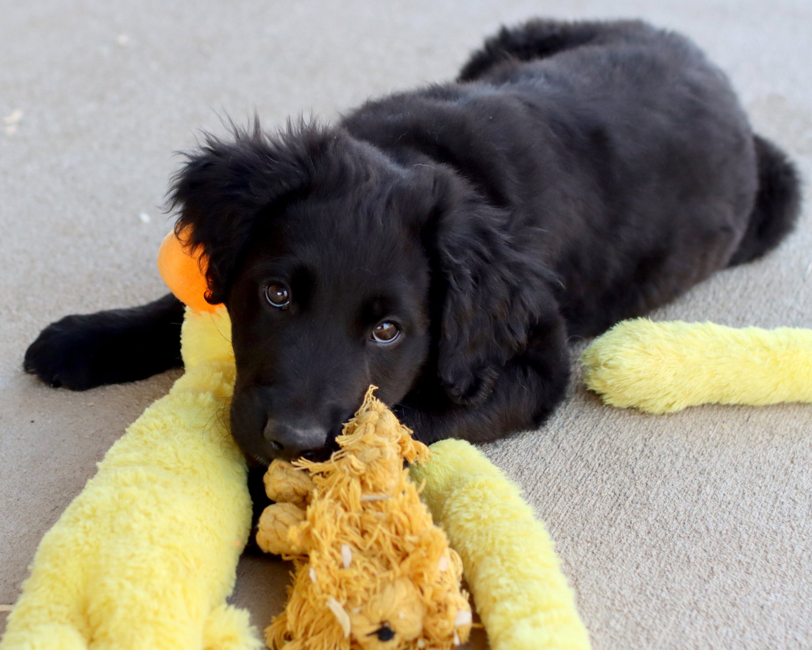 Dog for Adoption - Rex, a Golden Retriever in Shell Knob, MO | Alpha Paw