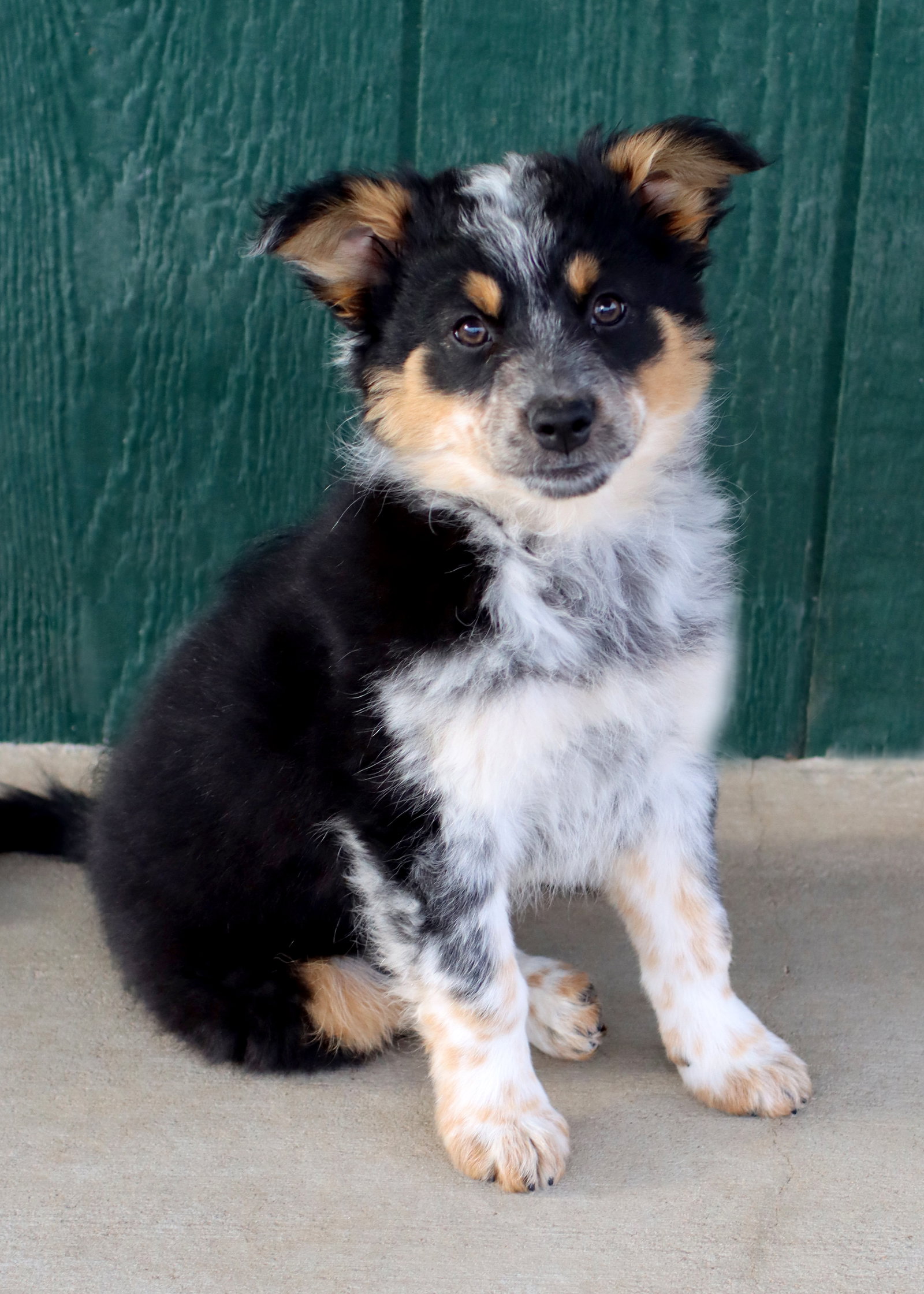 Dog for Adoption - Fancy, a Australian Shepherd in Johnson County, AR ...