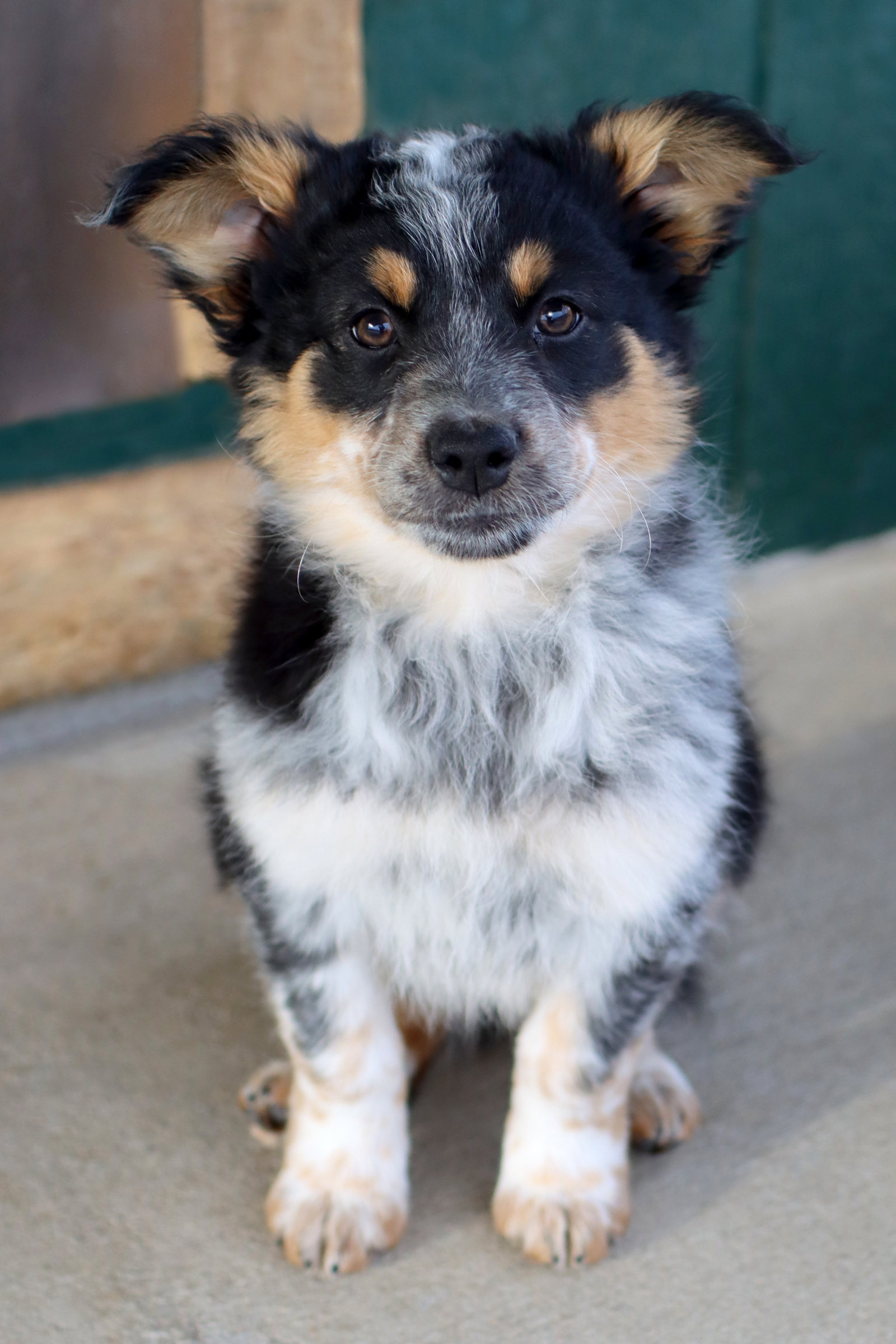 Dog for Adoption - Fancy, a Australian Shepherd in Johnson County, AR ...