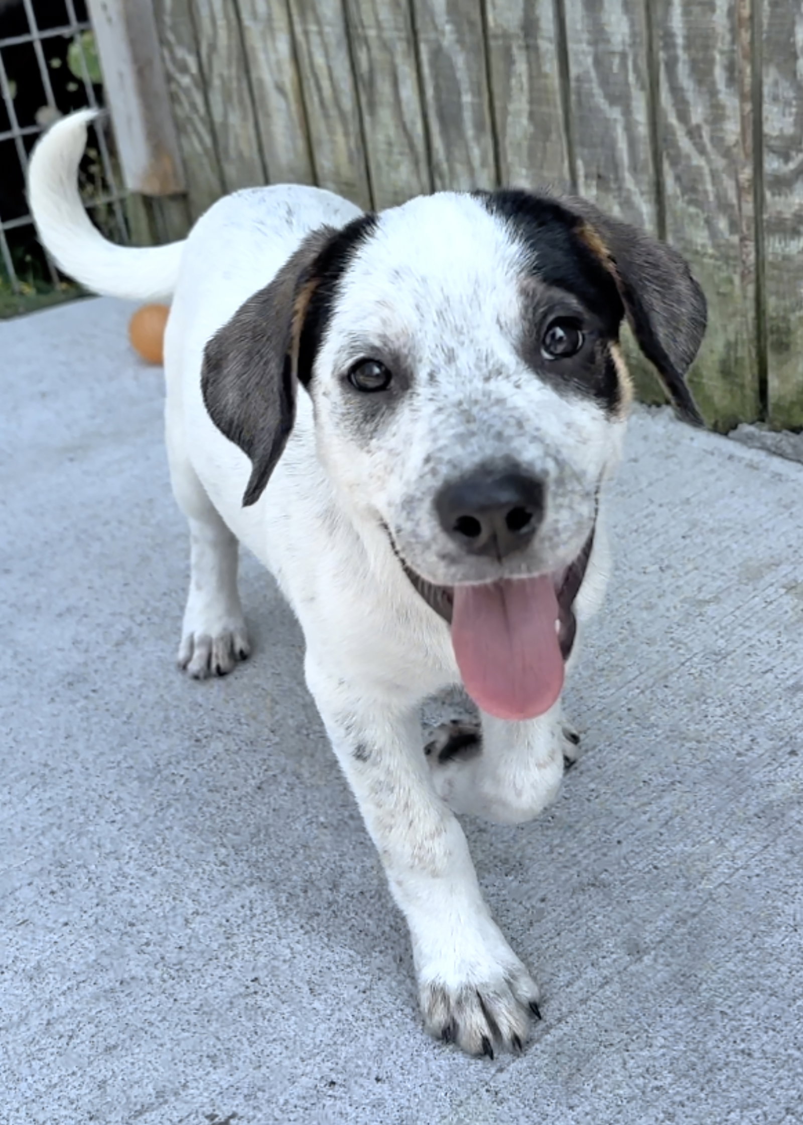 Dog for Adoption - Sasha, a Labrador Retriever in Huntsville, AR ...