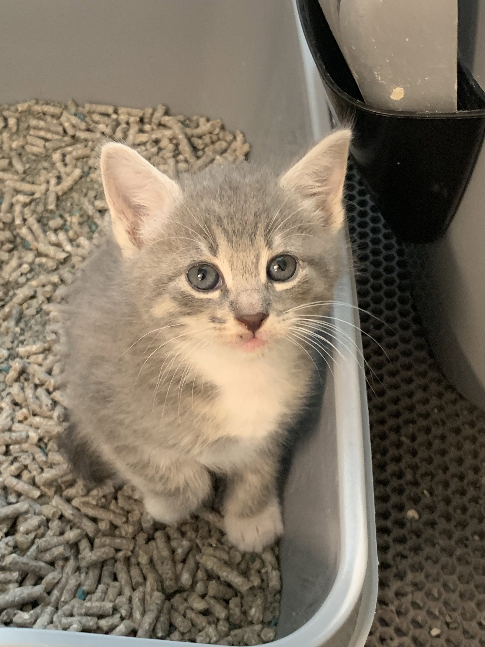 Cat adoption in Tampa, FL 33647: Tiger (short coat) Cat "Amaretto (6074 ...