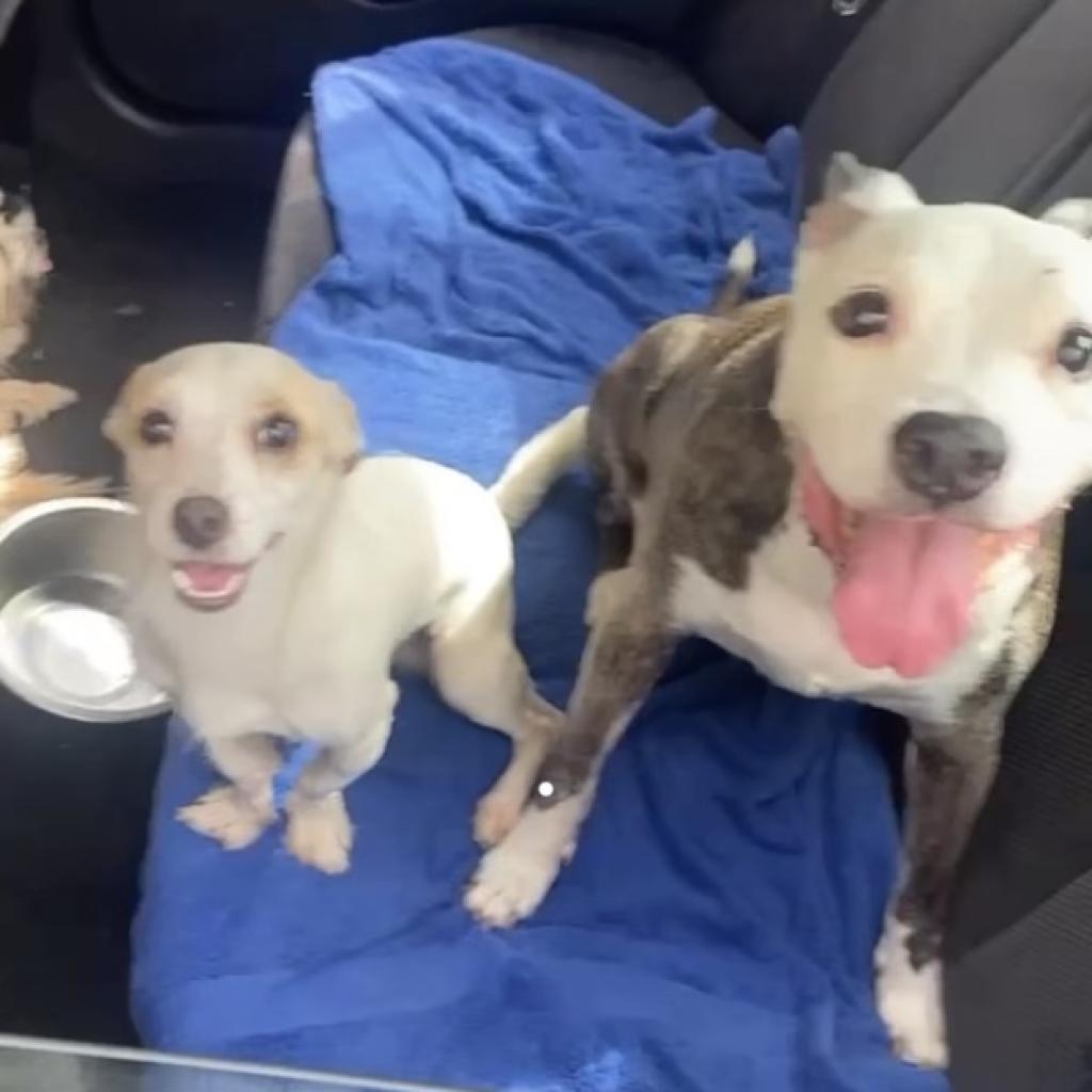 Dog for Adoption - Karma, a in Palmyra, NJ | Alpha Paw