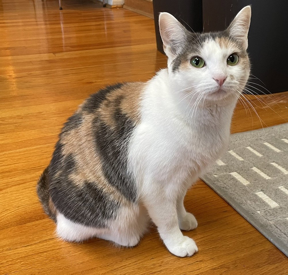 Cat adoption in Philadelphia, PA 19106: Domestic Short Hair / Calico ...