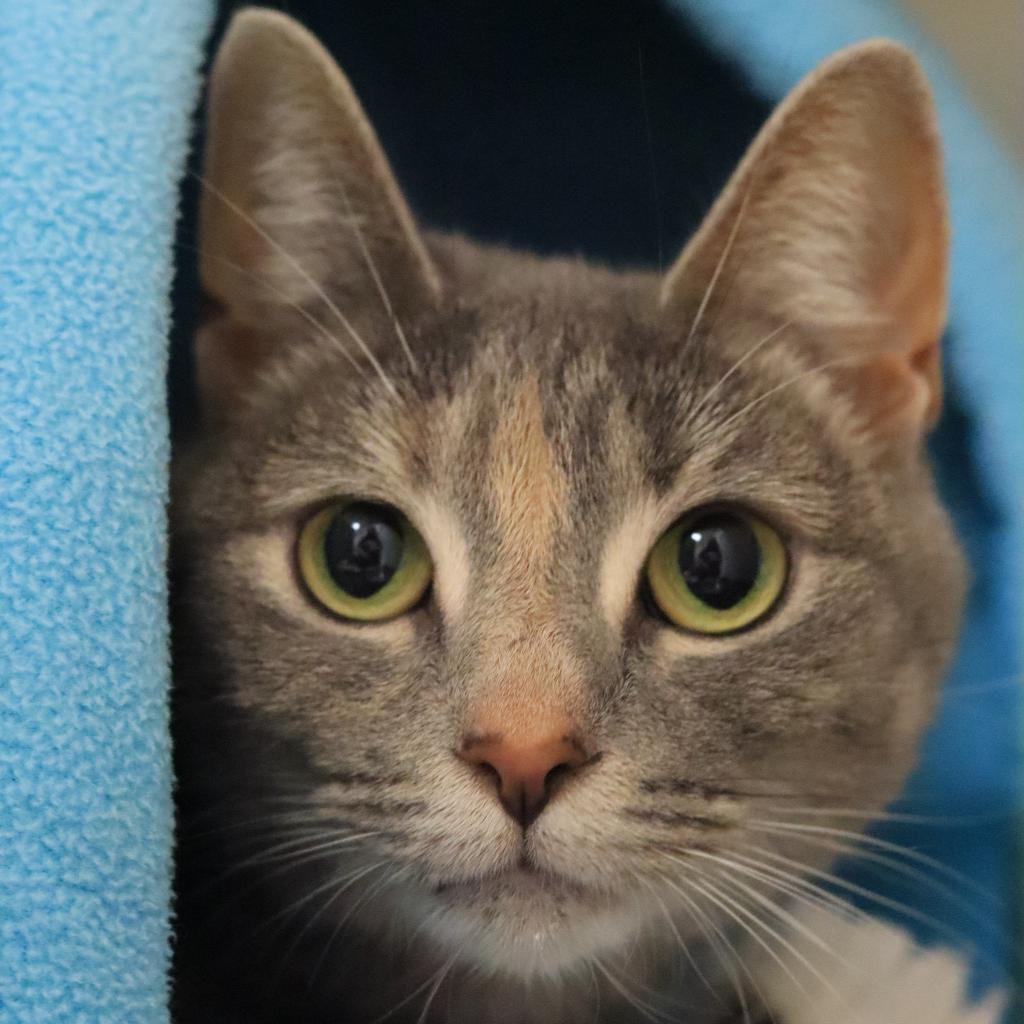 Cats for Adoption in Mullica Hill, New Jersey | Alpha Paw