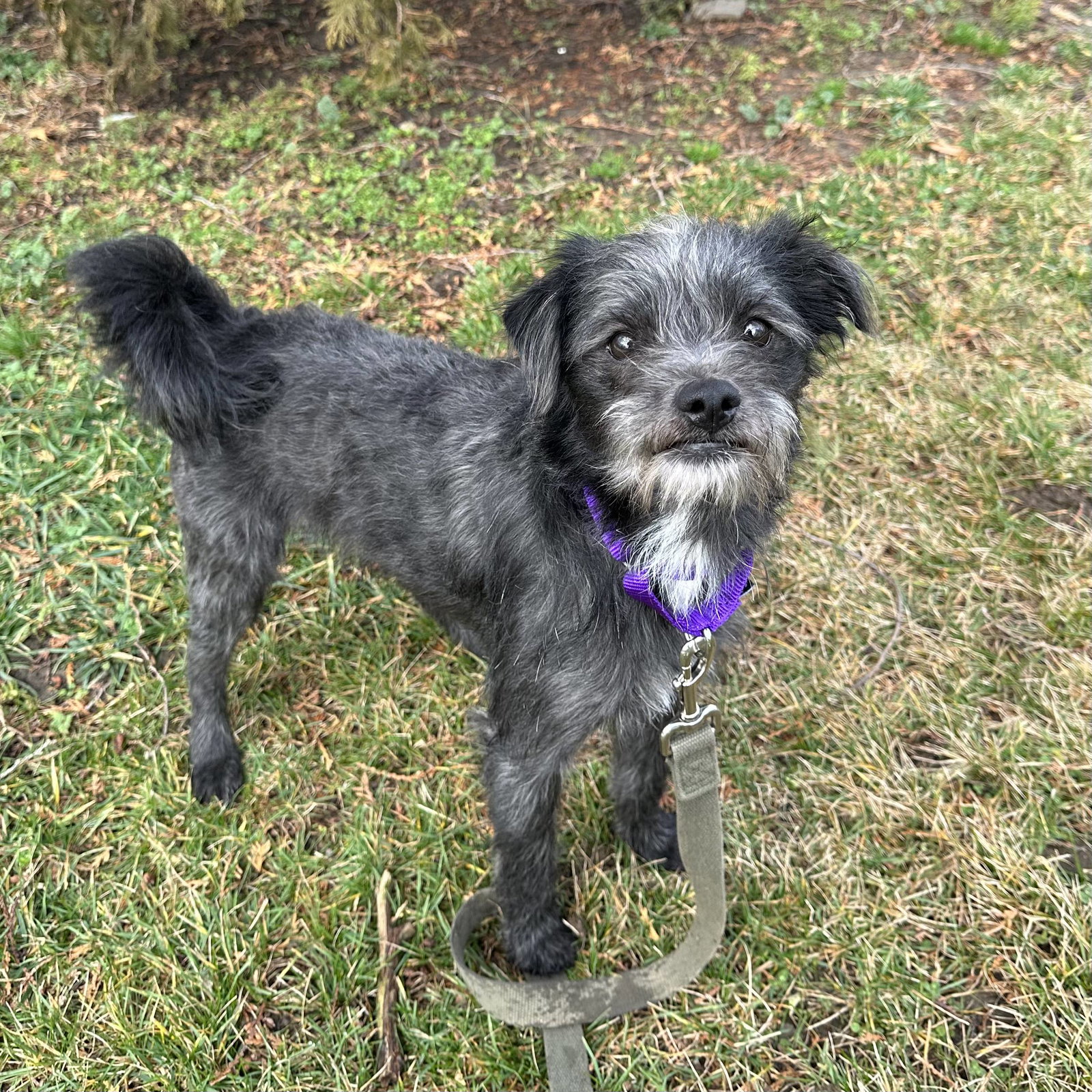 Dog adoption in Philadelphia, PA 19106: Unknown breed (medium coat) Dog ...