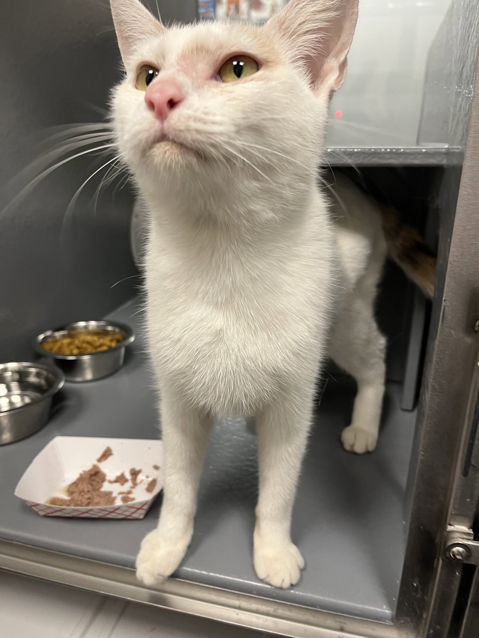 Cats for Adoption in Mullica Hill, New Jersey | Alpha Paw