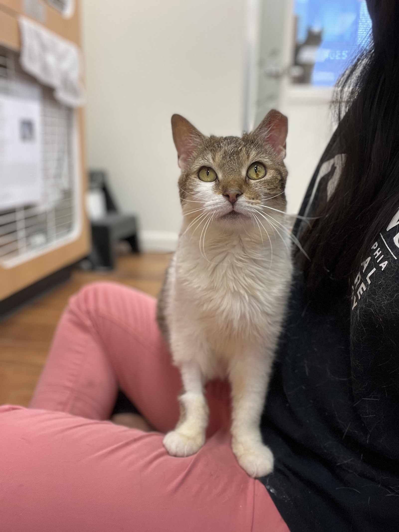 Cats for Adoption in Newark, Delaware | Alpha Paw