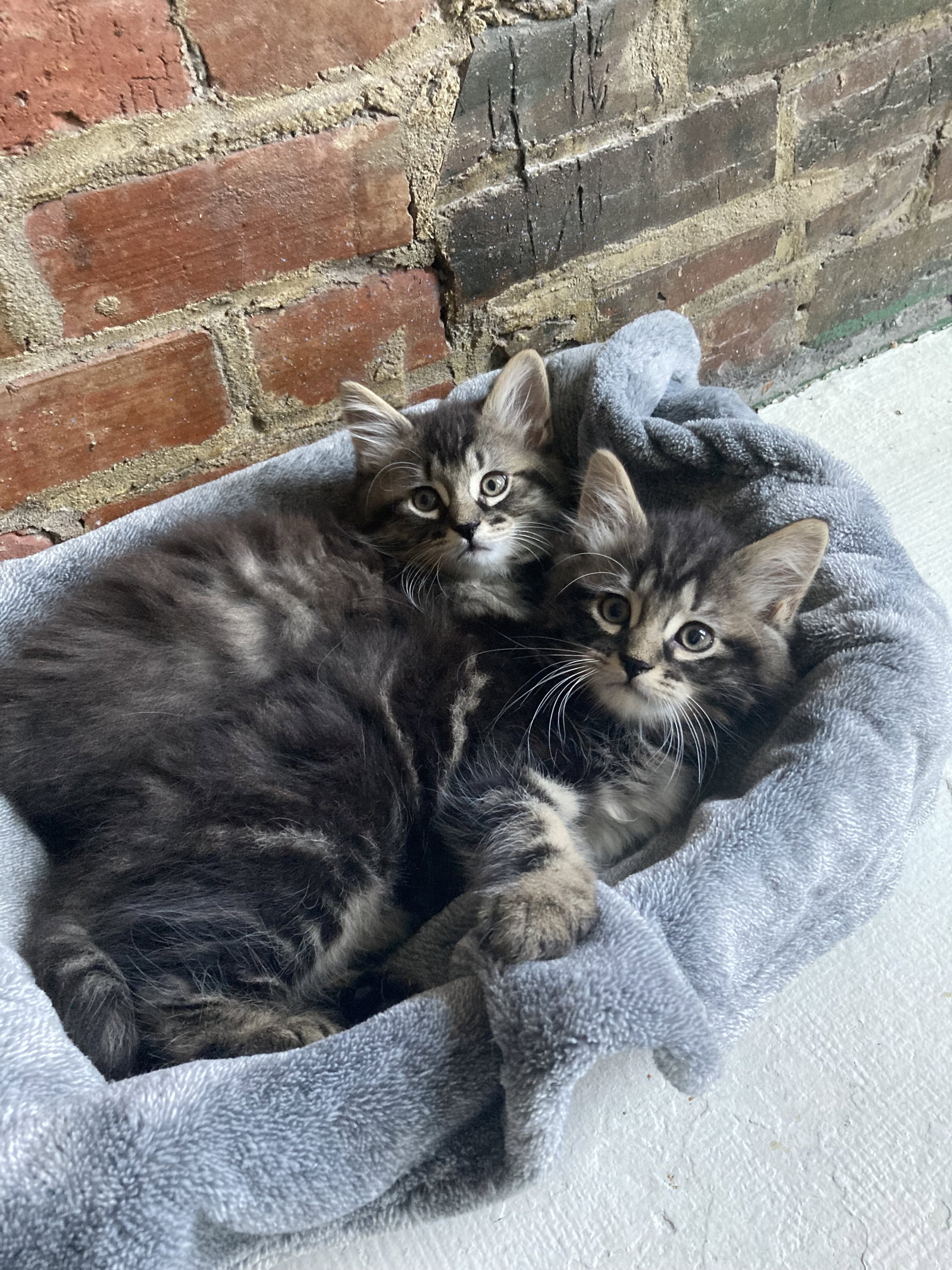 Cats for Adoption in North East, Maryland | Alpha Paw