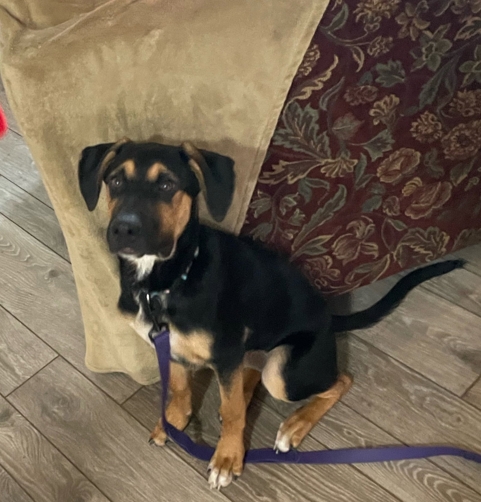 Dog for Adoption - Kiara, a German Shepherd Dog in Mayville, WI | Alpha Paw