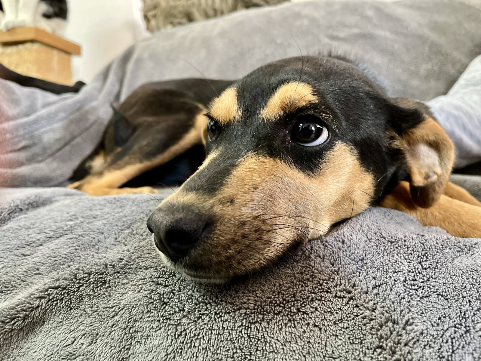 Dog for Adoption - Mercy, a Black and Tan Coonhound in Fond Du Lac, WI ...