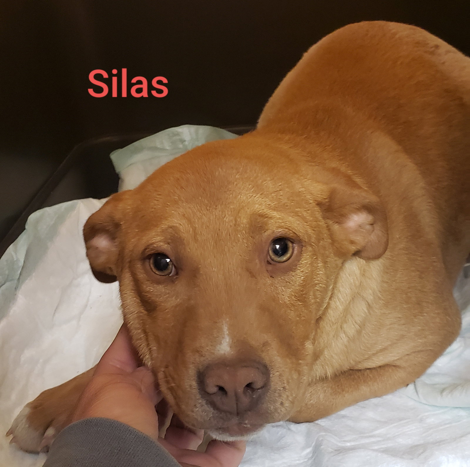 Silas' Web Page