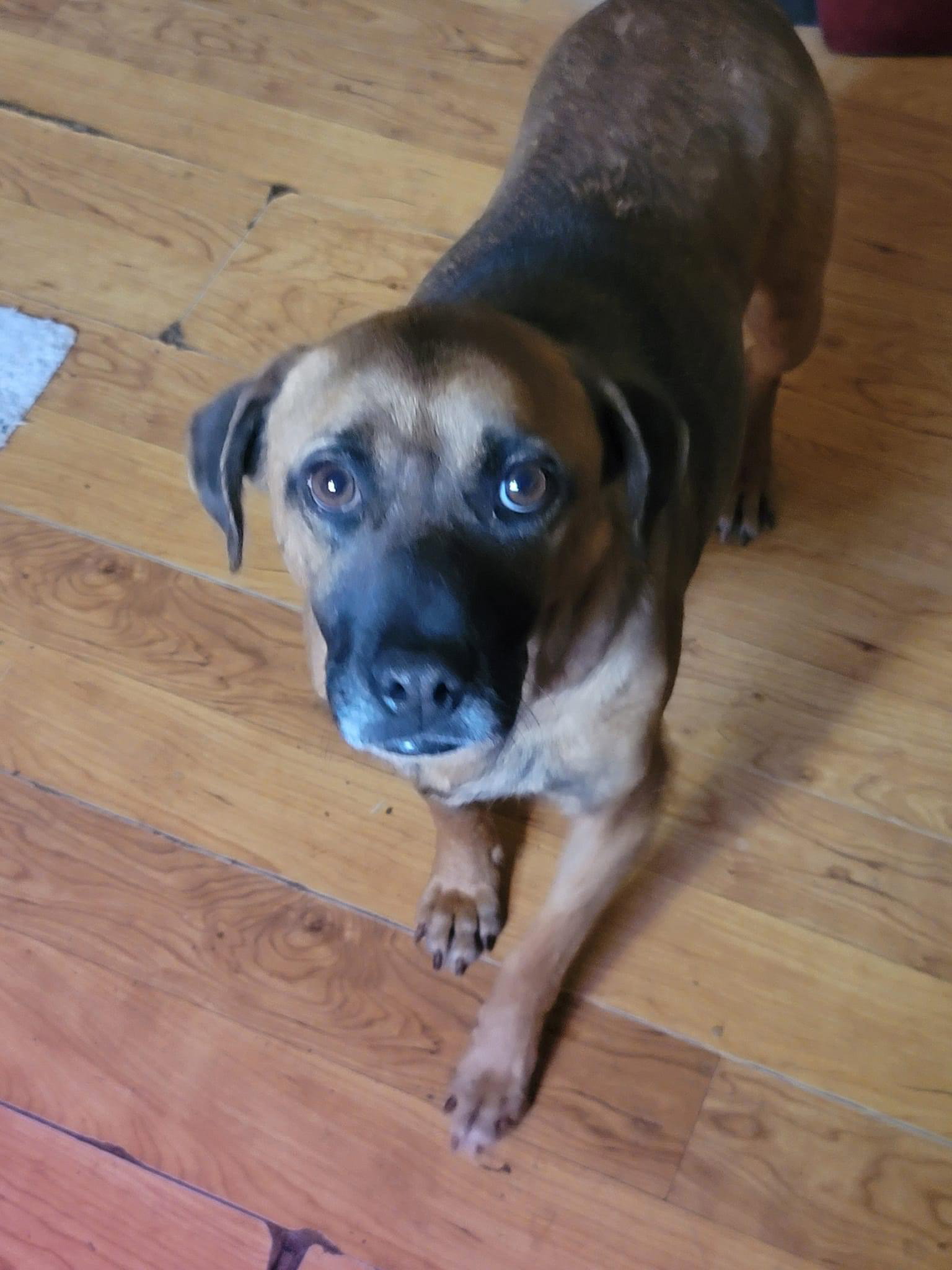Dog for Adoption - Martha, a Labrador Retriever in Cabot, AR | Alpha Paw