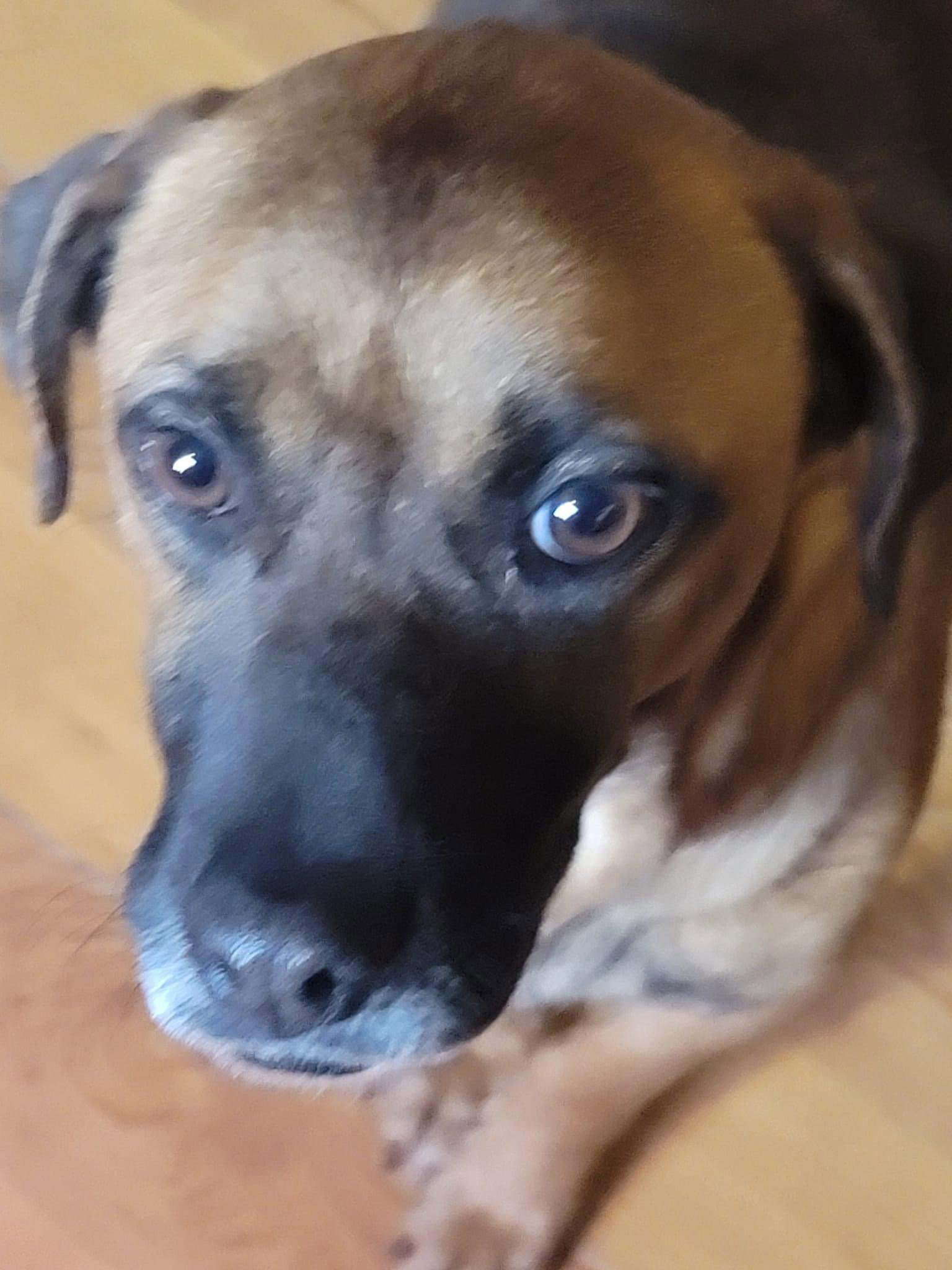 Dog for Adoption - Martha, a Labrador Retriever in Cabot, AR | Alpha Paw