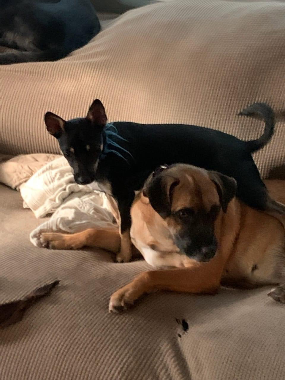 Dog for Adoption - Martha, a Labrador Retriever in Cabot, AR | Alpha Paw