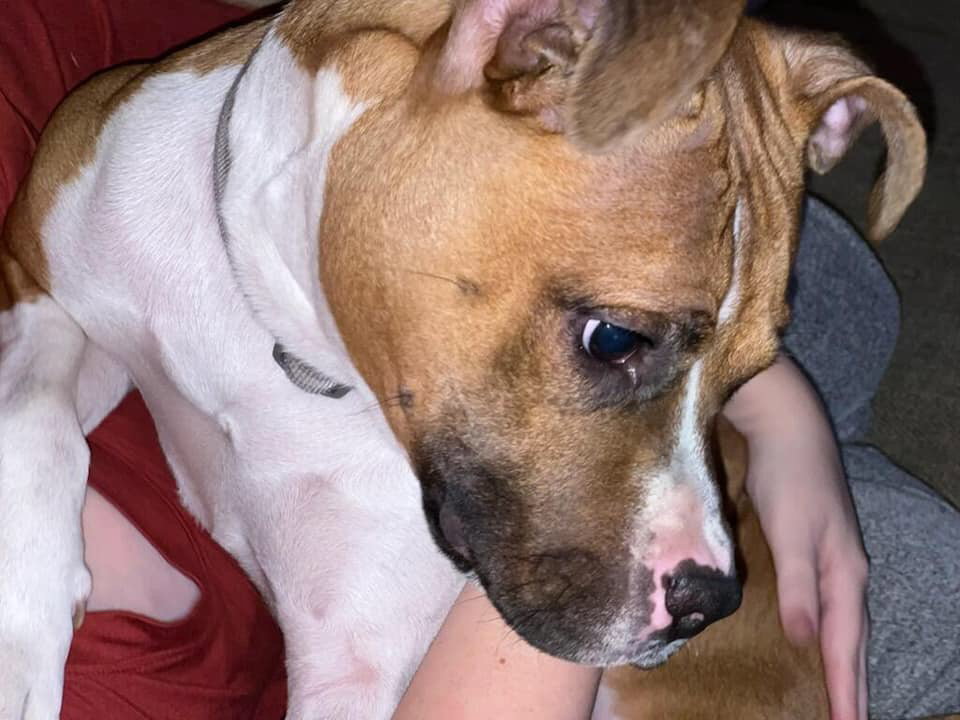 Dog for Adoption - Ginger, a Boxer in Cabot, AR | Alpha Paw