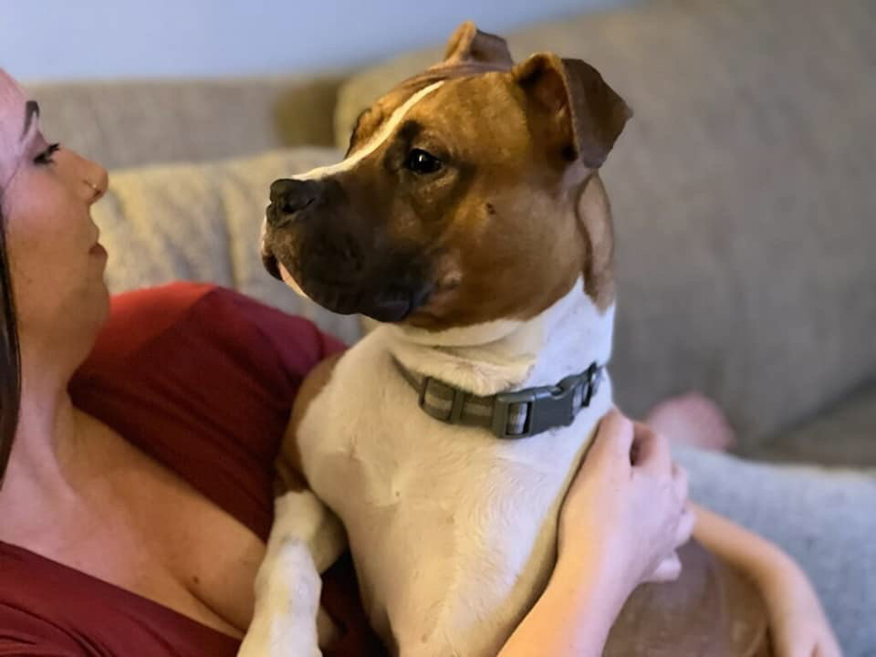 Dog for Adoption - Ginger, a Boxer in Cabot, AR | Alpha Paw