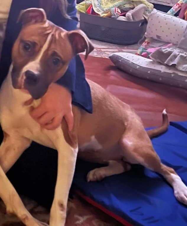 Dog for Adoption - Ginger, a Boxer in Cabot, AR | Alpha Paw