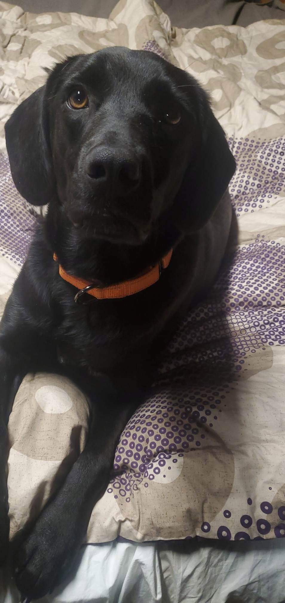 Dog for Adoption - Emmy Lou, a Labrador Retriever in Hot Springs, AR ...