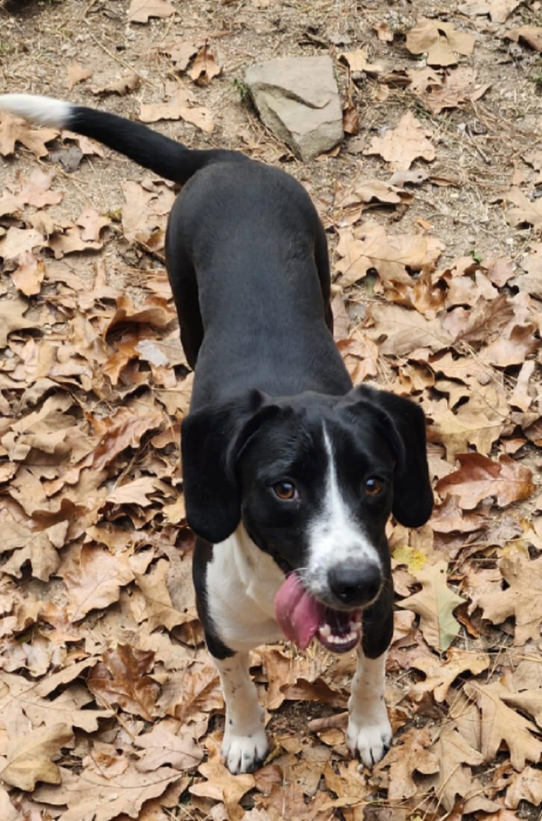 Dog for Adoption - Pee Willy, a Hound in Cabot, AR | Alpha Paw