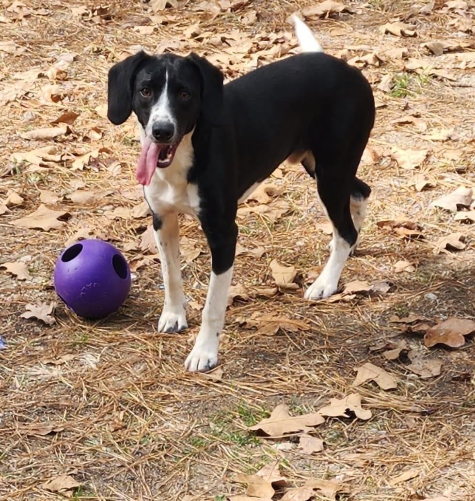 Dog for Adoption - Pee Willy, a Hound in Cabot, AR | Alpha Paw