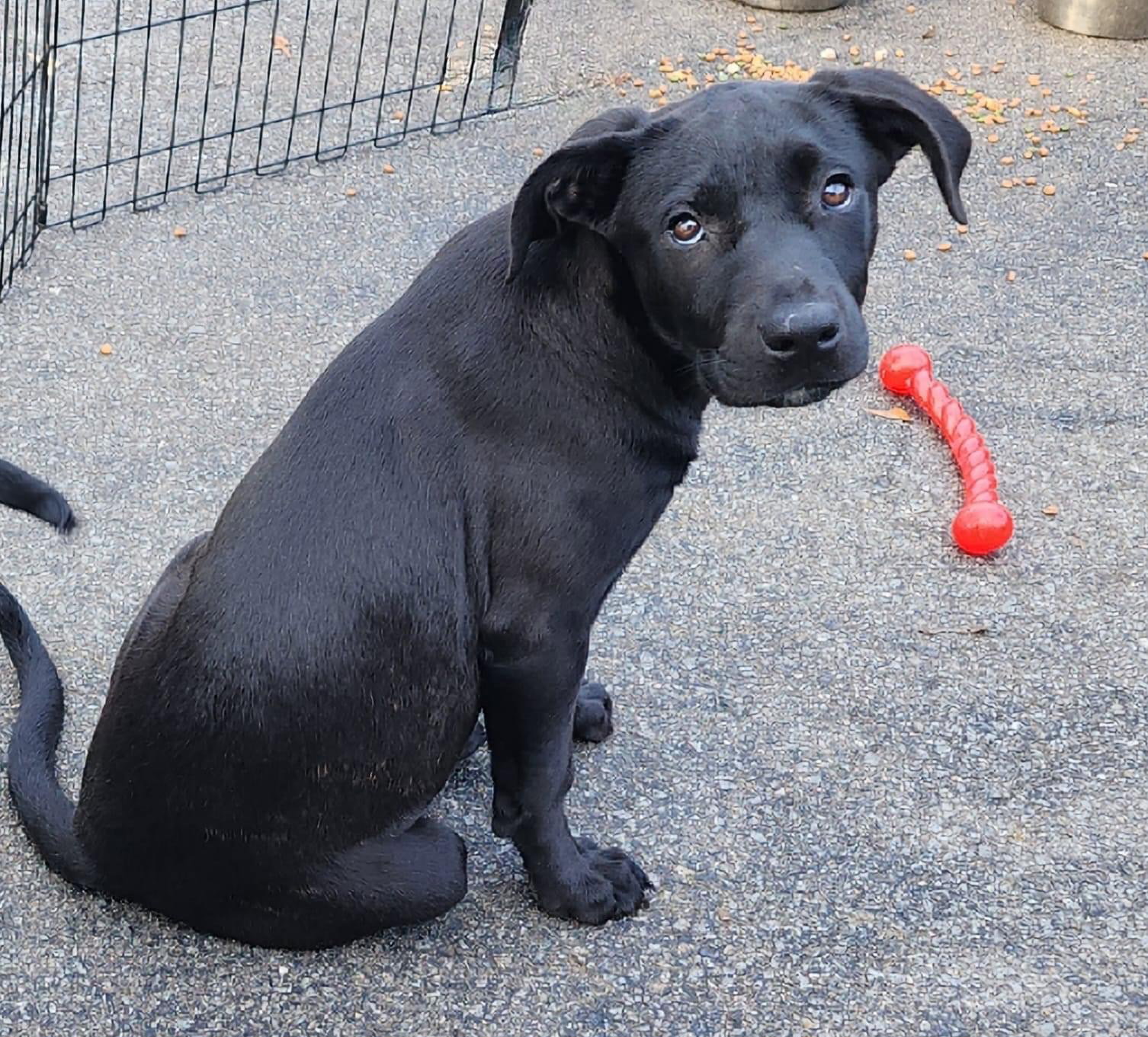 Dog for Adoption - Jenna, a Labrador Retriever in Hot Springs, AR ...