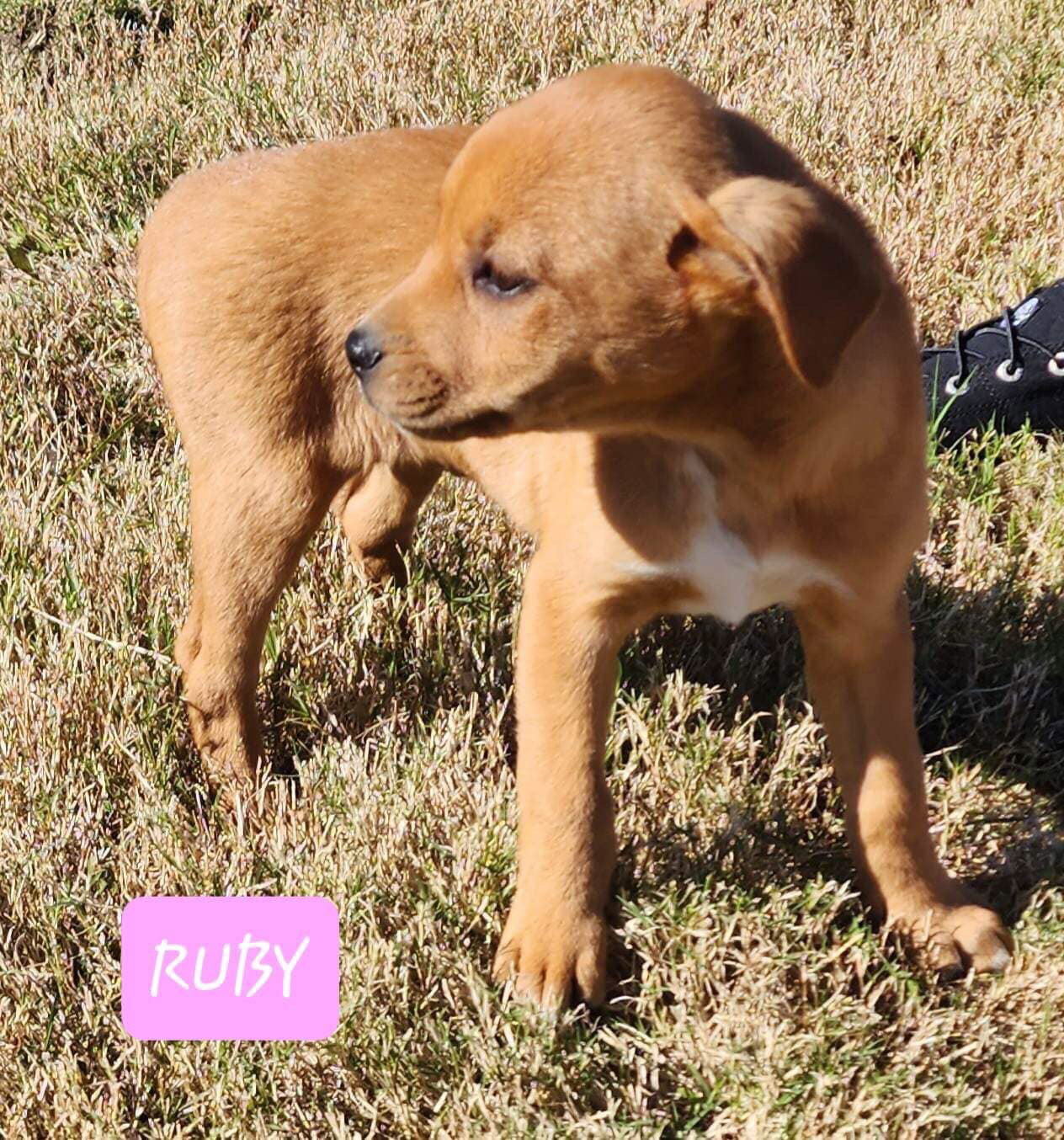 Dog for Adoption - Ruby, a Beagle in Little Rock, AR | Alpha Paw
