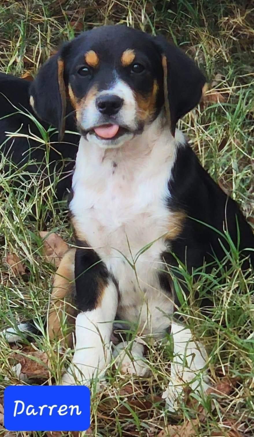 Dog for Adoption - Darren - in New England, a Beagle in Arkadelphia, AR ...