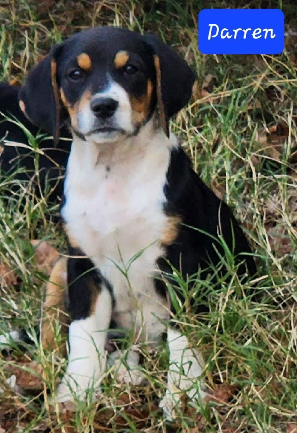 Dog for Adoption - Darren - in New England, a Beagle in Arkadelphia, AR ...
