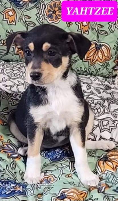 Dog for Adoption - Yahtzee, a Beagle in Arkadelphia, AR | Alpha Paw