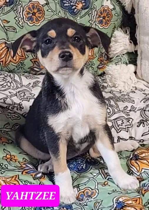 Dog for Adoption - Yahtzee, a Beagle in Arkadelphia, AR | Alpha Paw