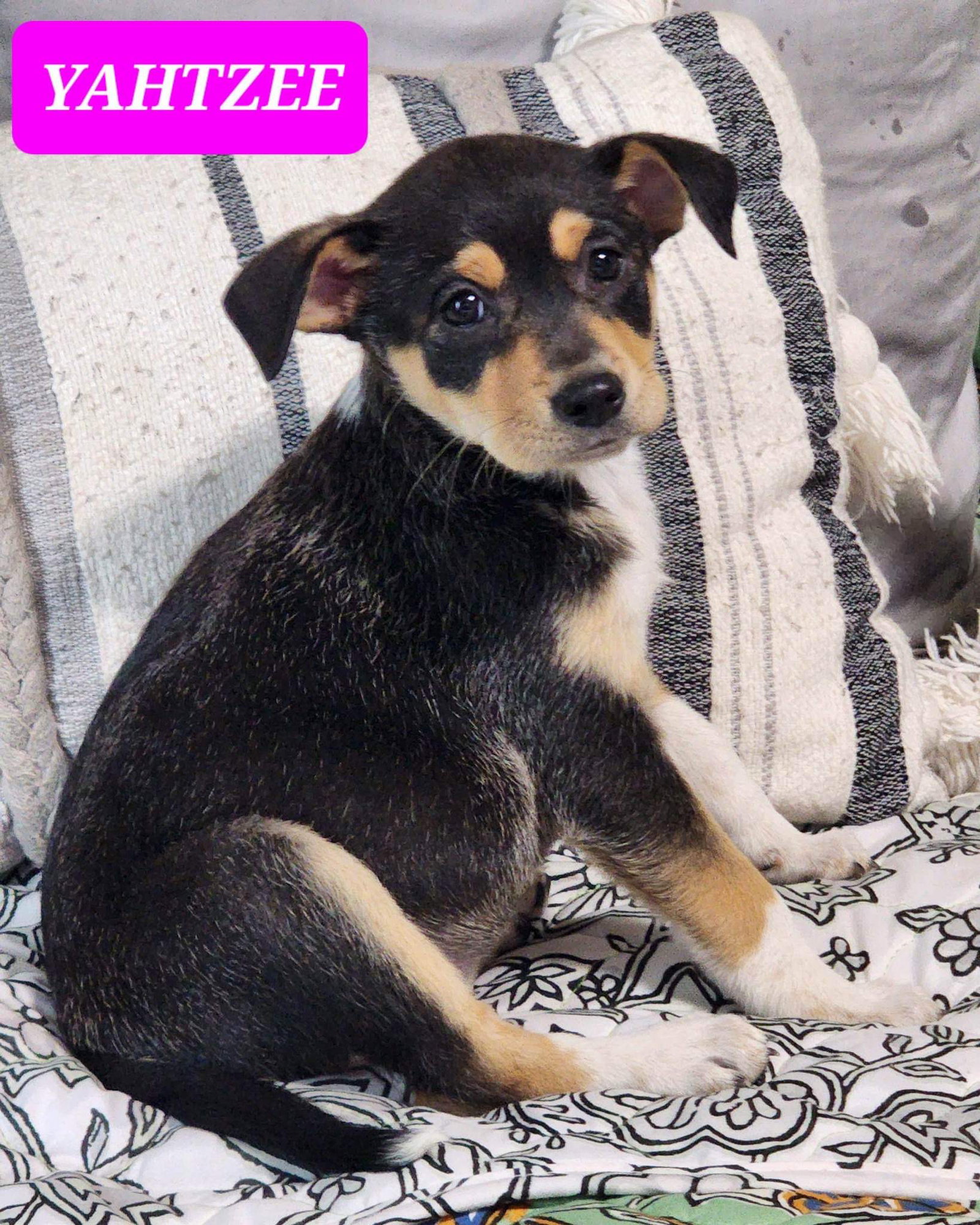 Dog for Adoption - Yahtzee, a Beagle in Arkadelphia, AR | Alpha Paw