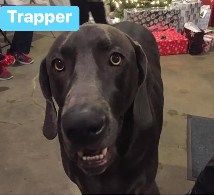 Dog for Adoption - Trapper, a Weimaraner in Little Rock, AR | Alpha Paw