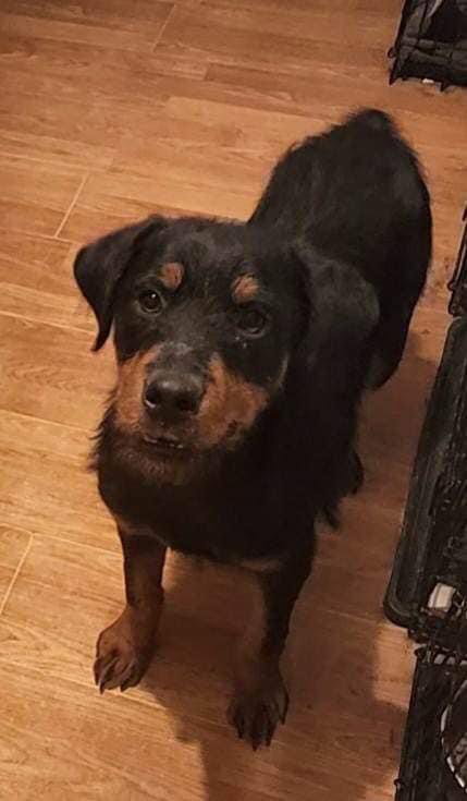 Nigel (adoption pending)'s Web Page