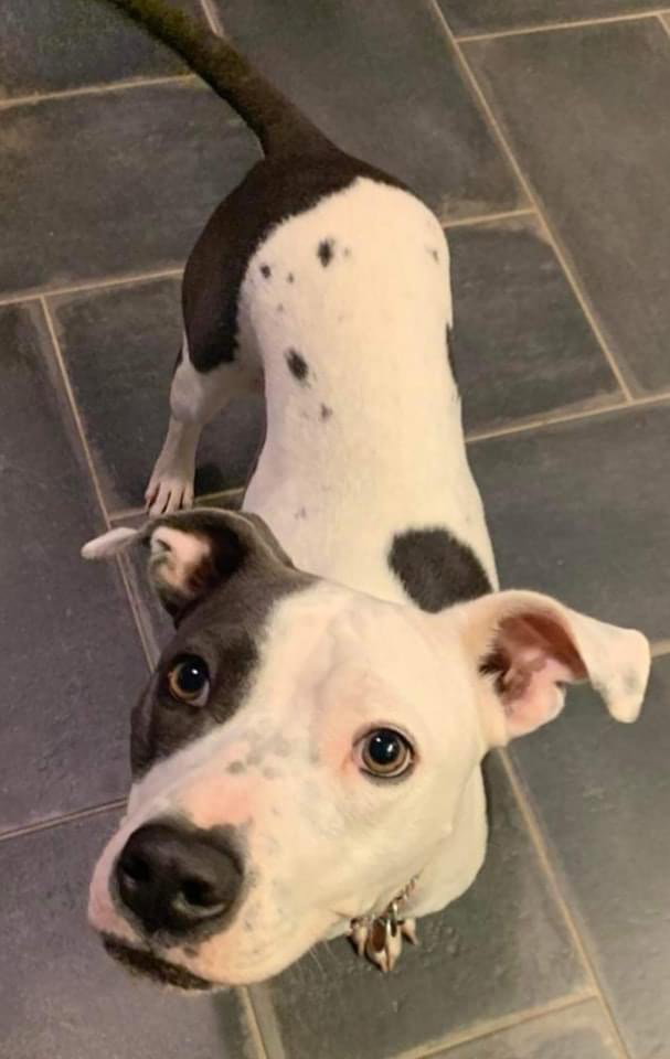 Dog for Adoption - Lea, a Pit Bull Terrier in Cabot, AR | Alpha Paw