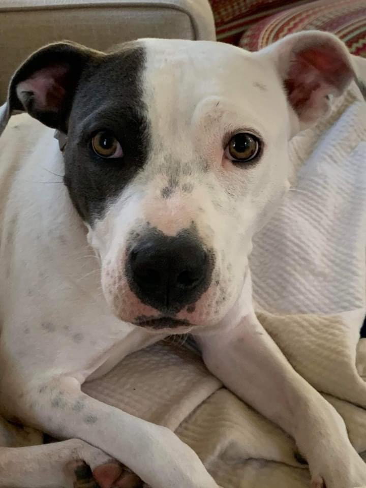 Dog for Adoption - Lea, a Pit Bull Terrier in Cabot, AR | Alpha Paw