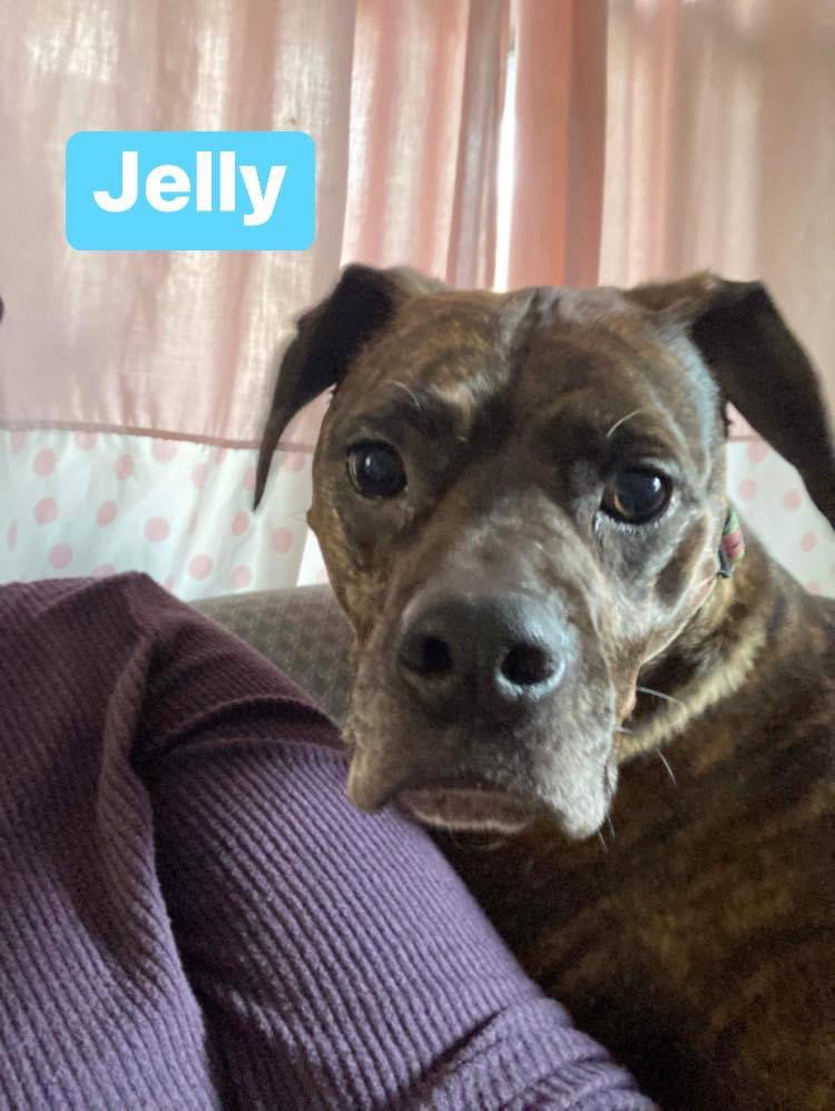 Dog for Adoption - Jelly, a Beagle in Cabot, AR | Alpha Paw