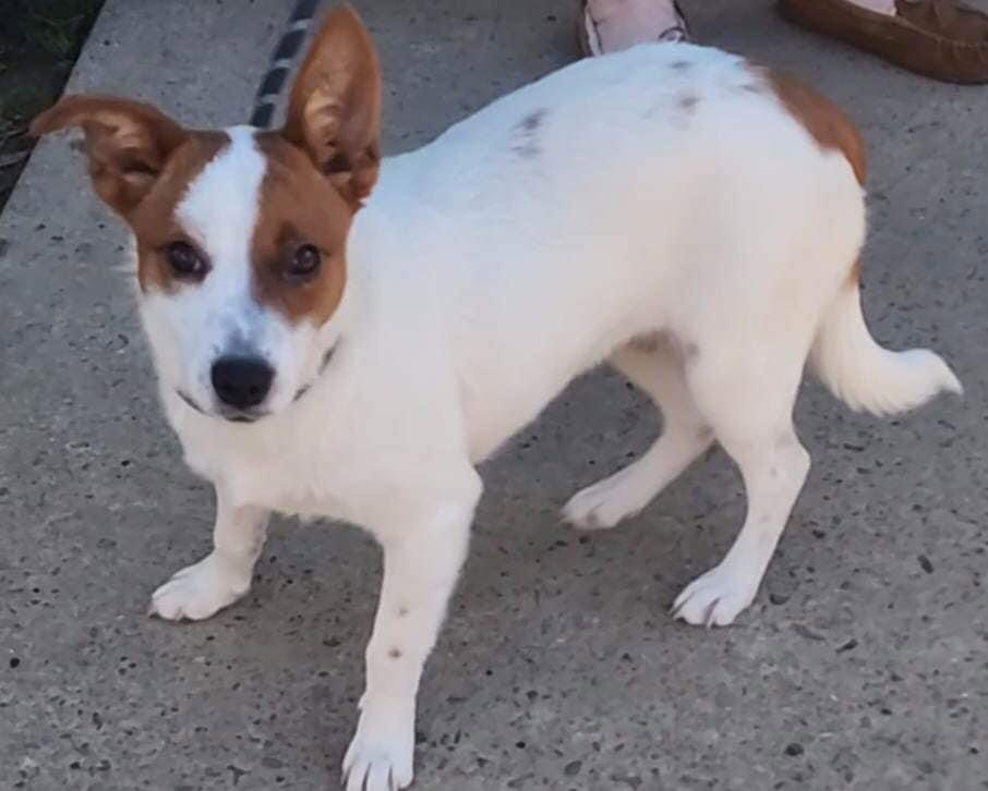 Dog for Adoption - Roshe **Adoption pending, a Jack Russell Terrier in ...