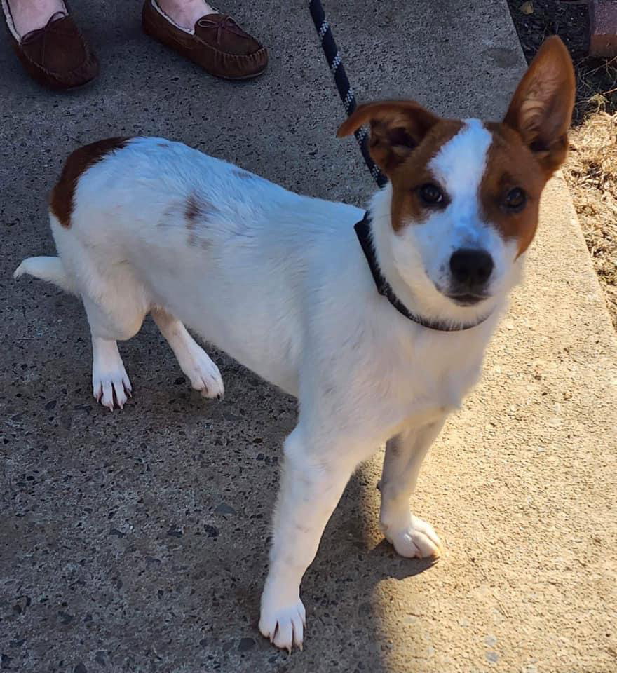 Dog for Adoption - Roshe **Adoption pending, a Jack Russell Terrier in ...