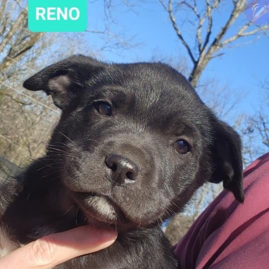 Dog for Adoption - Reno, a Labrador Retriever in Little Rock Air Force ...