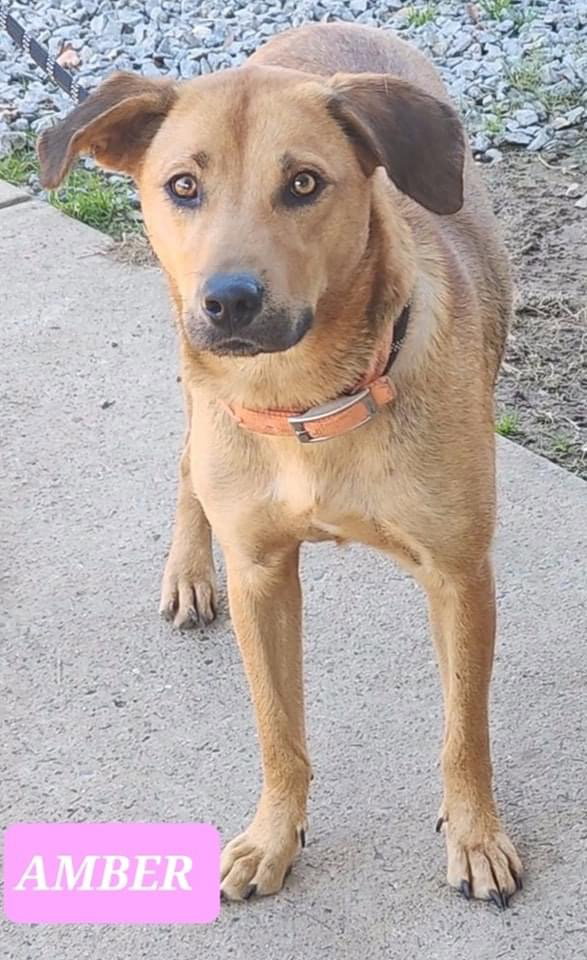 Dog for Adoption - Amber, a Labrador Retriever in Hot Springs, AR ...