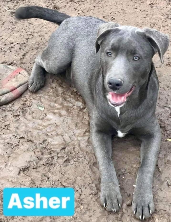 Dog for Adoption - Asher, a Labrador Retriever in Bryant, AR | Alpha Paw